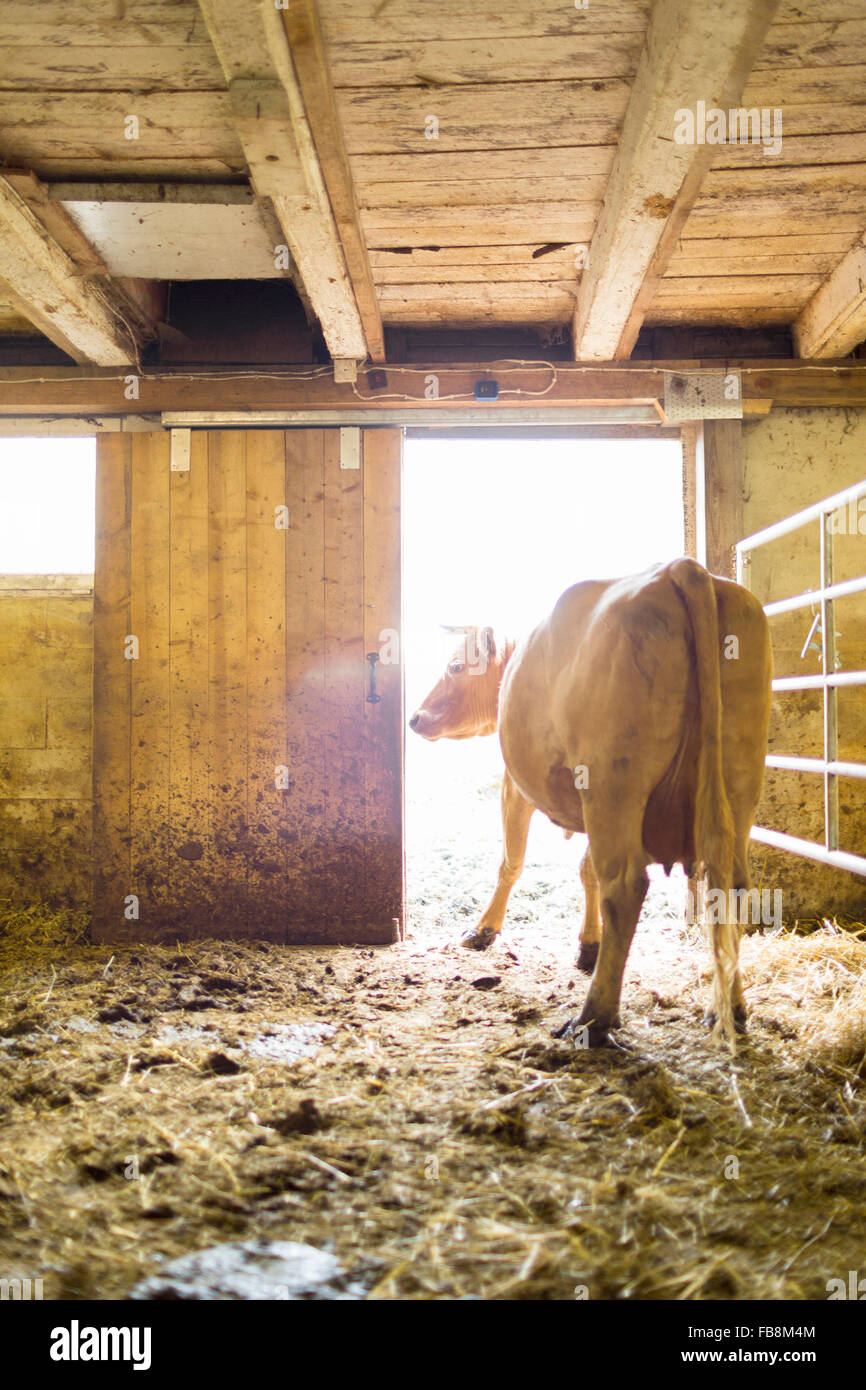Barn door animals hi-res stock photography and images - Alamy