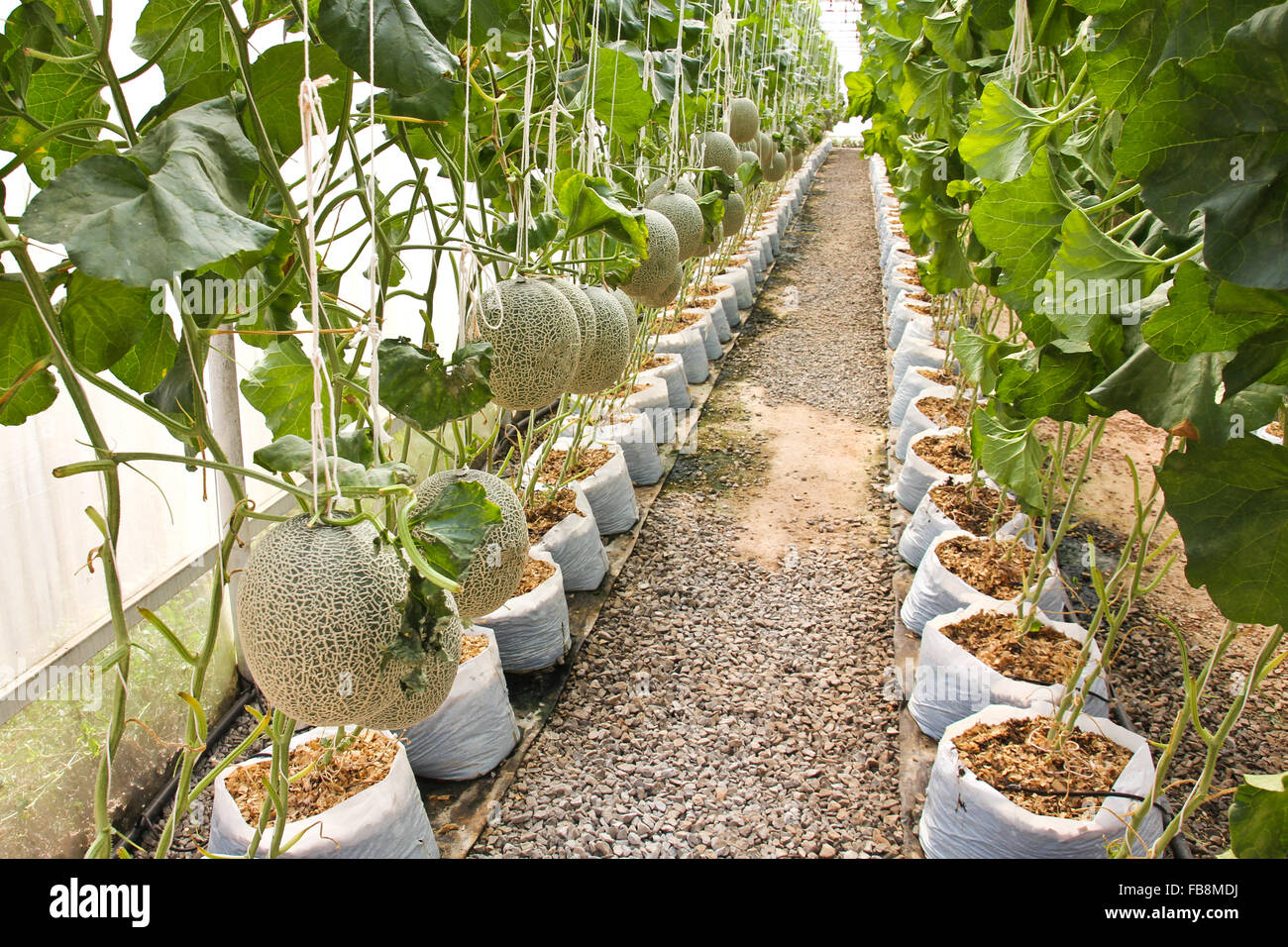 Melon organic produce from the farm Stock Photo - Alamy