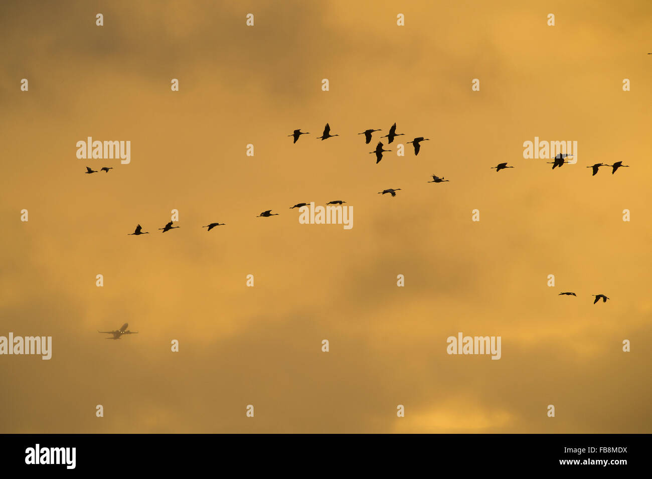 Dusk birds hi-res stock photography and images - Alamy