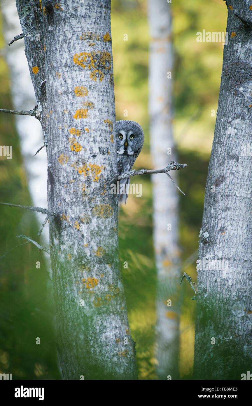 Peeping Around Tree High Resolution Stock Photography and Images - Alamy