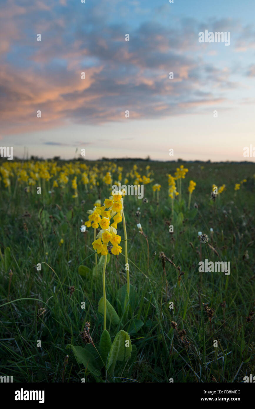 Sweden view oland not landscape hi-res stock photography and images - Alamy