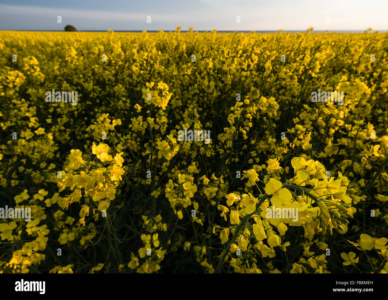 Sweden nature oland not landscape hi-res stock photography and images ...