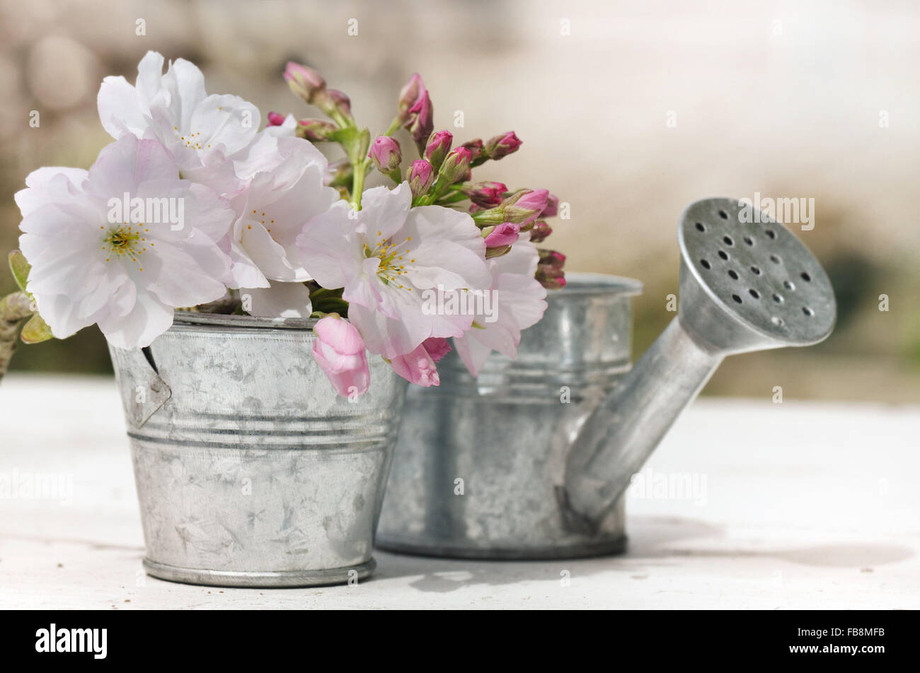 Blossom flowers in pot hi-res stock photography and images - Alamy