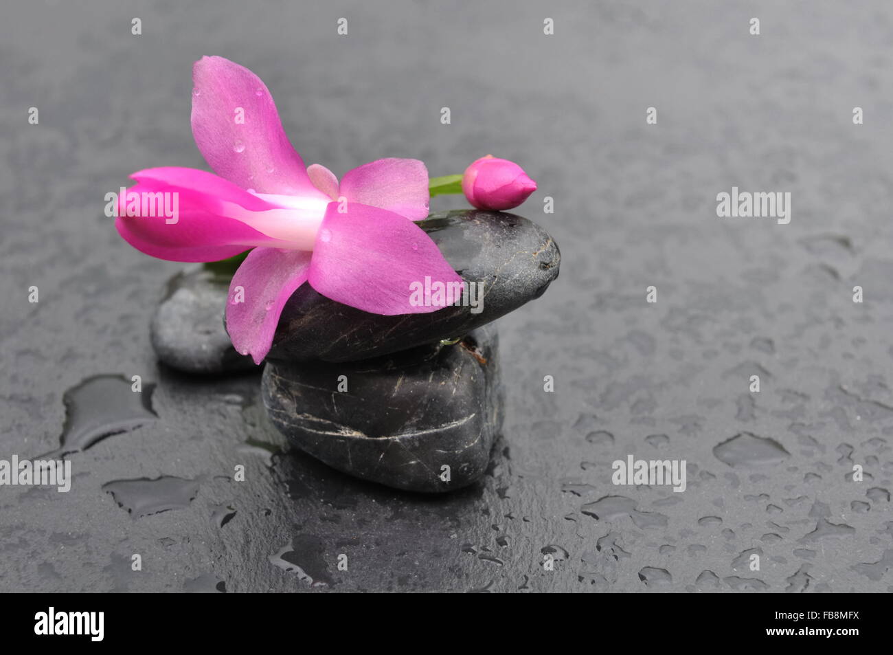 Pebbles flower hi-res stock photography and images - Alamy