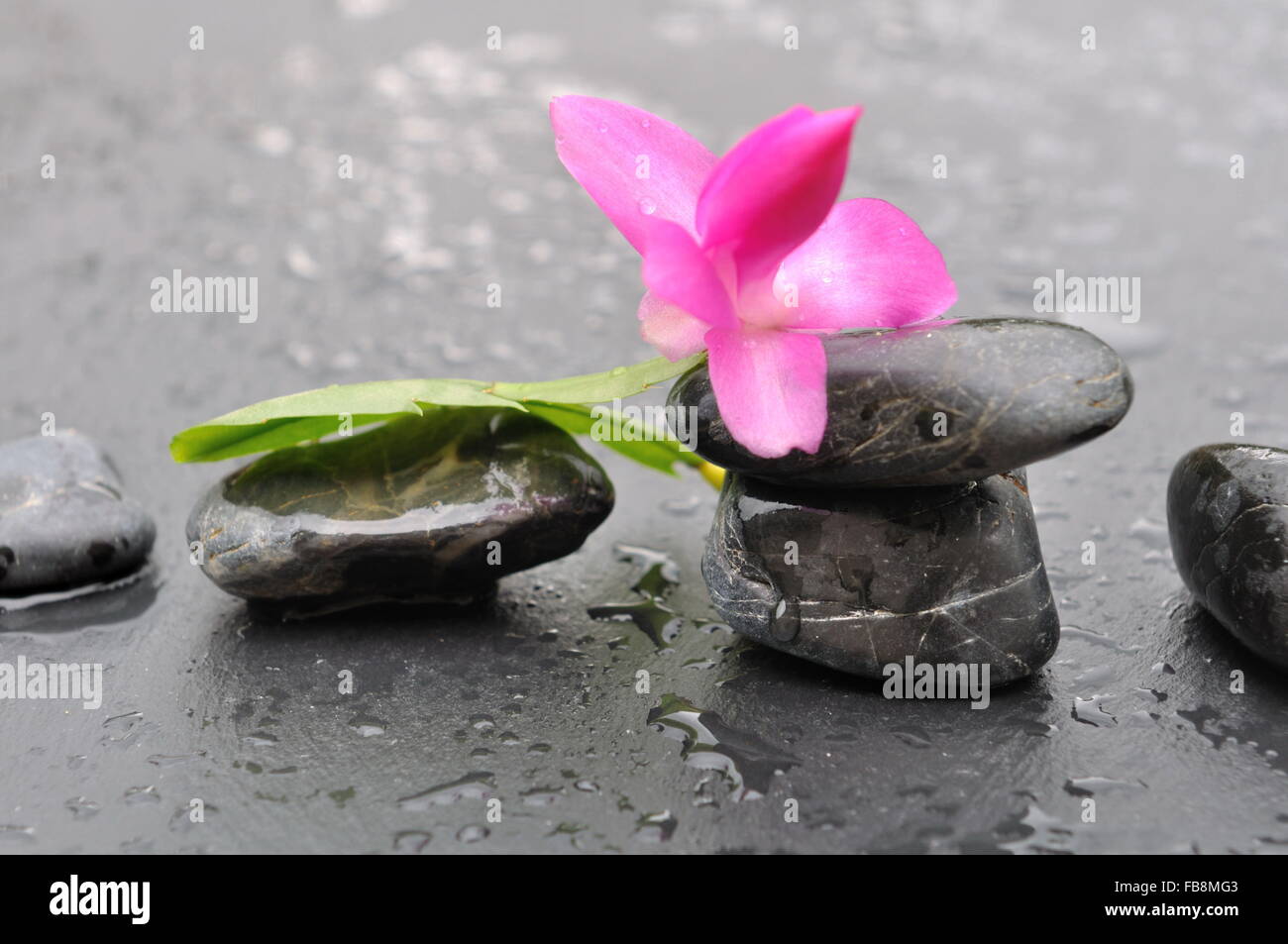 Pebbles flower hi-res stock photography and images - Alamy