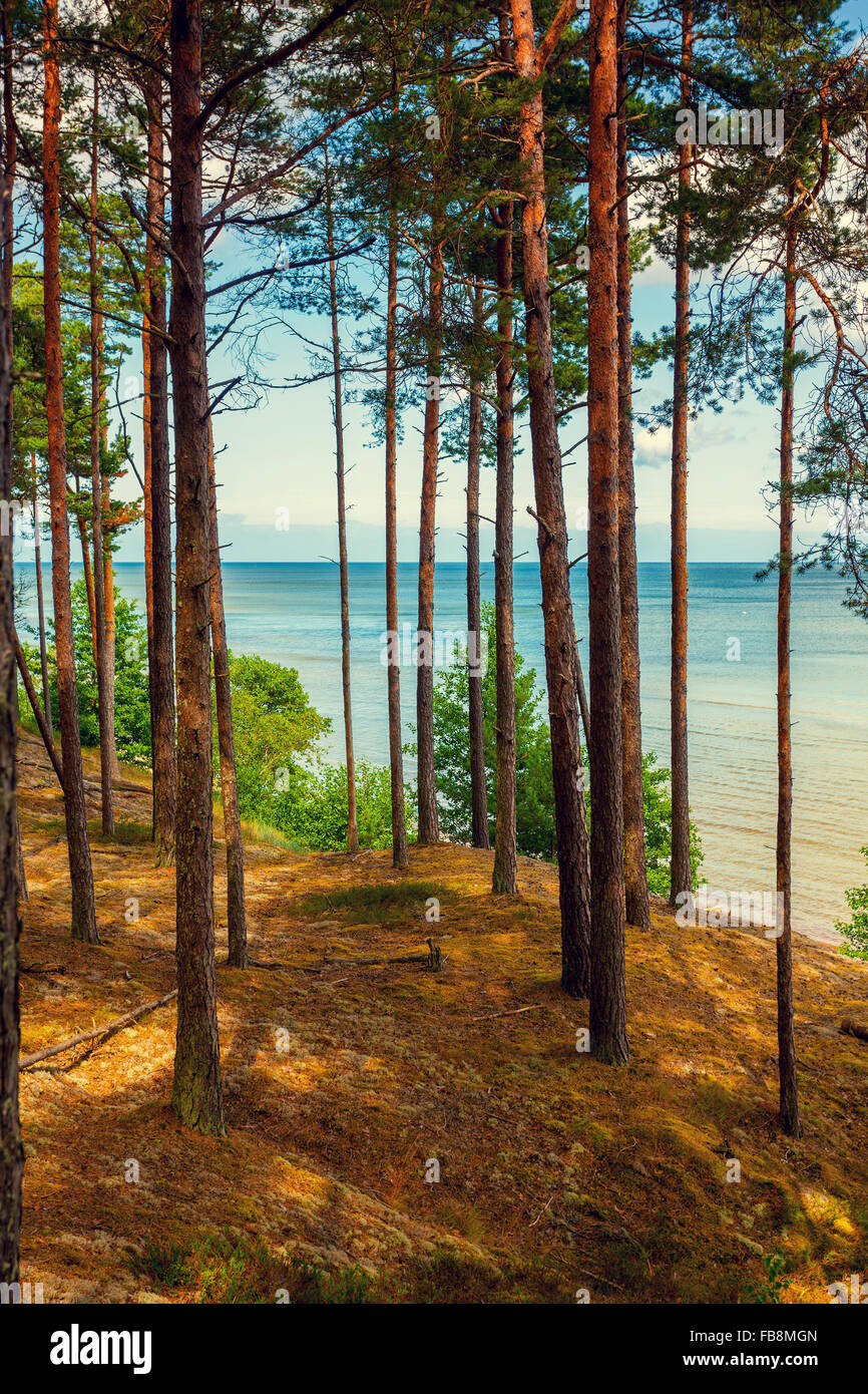 Forest on the seashore Stock Photo - Alamy