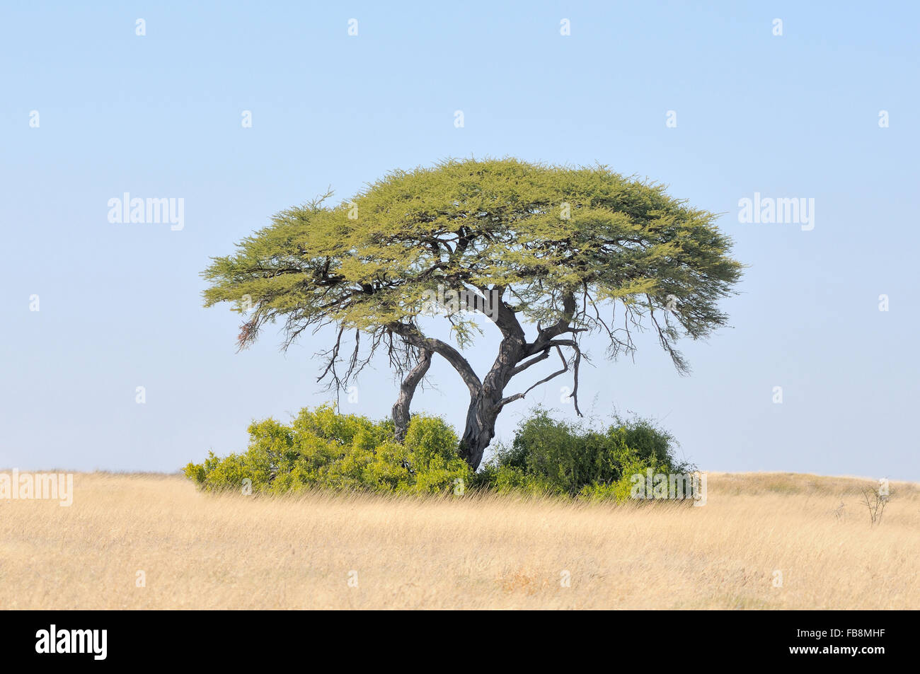 Camelthorn tree hi-res stock photography and images - Alamy