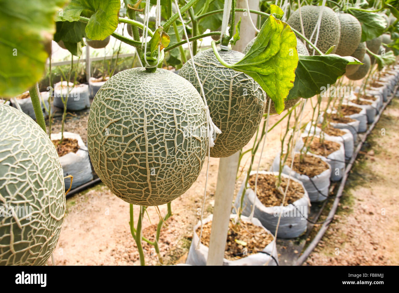 Melon farm hi-res stock photography and images - Alamy
