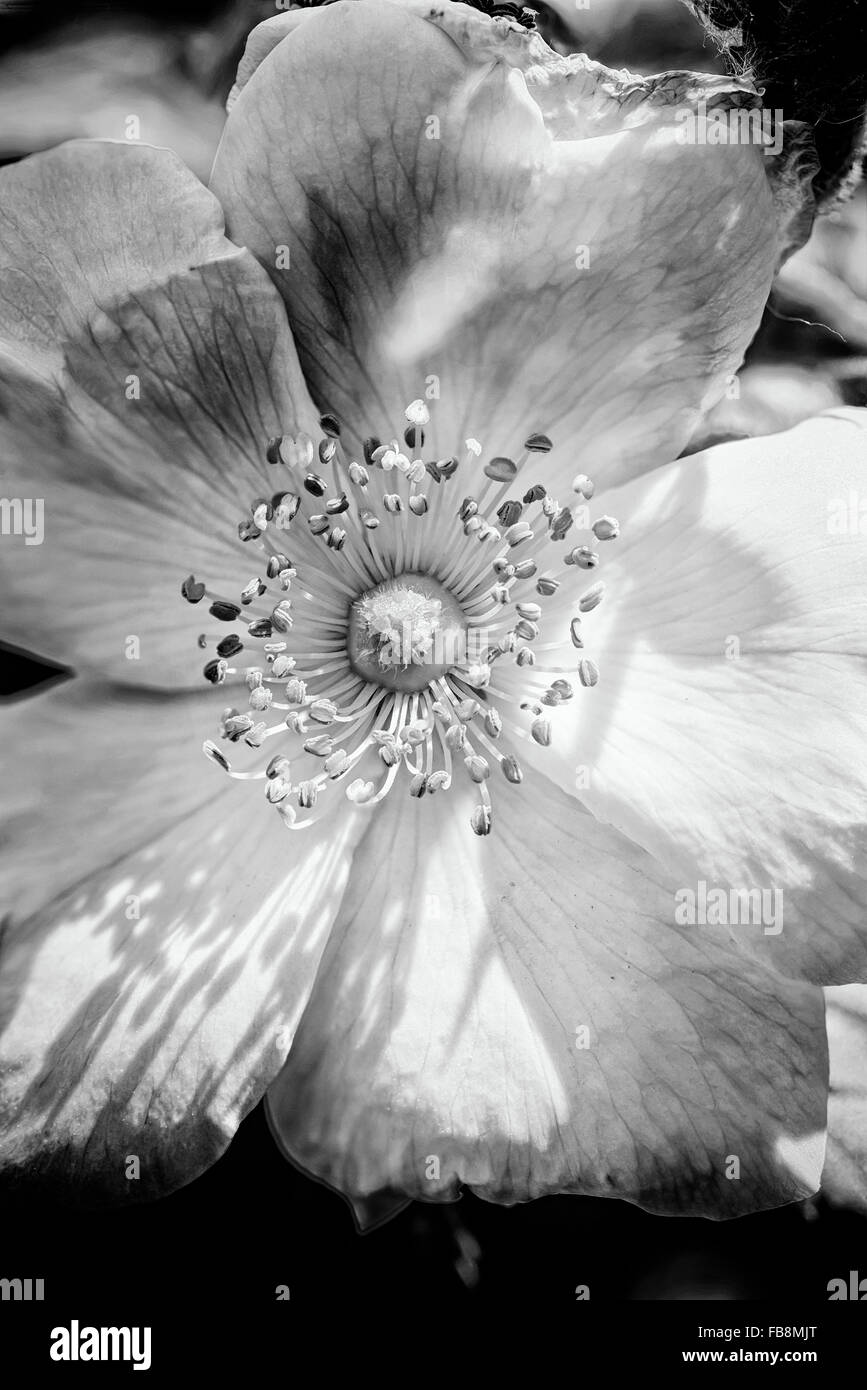 Nice pink rose hi-res stock photography and images - Alamy