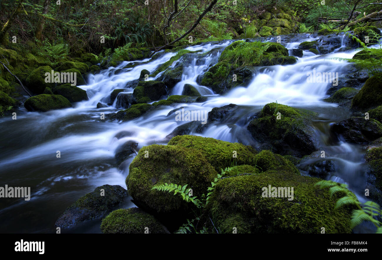 Peaceful small moss creek in Witty's lagoon Park Stock Photo - Alamy