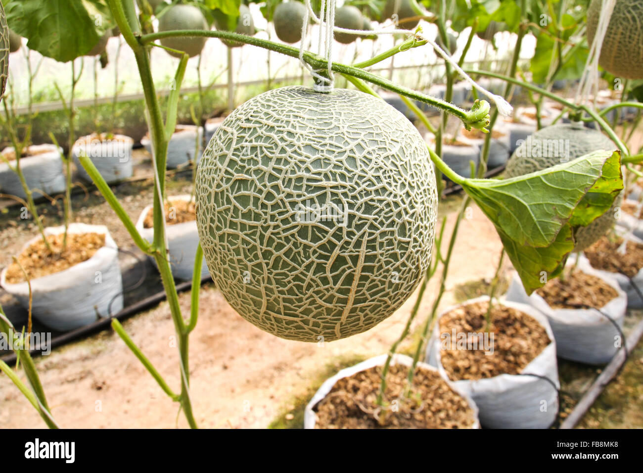 Melon organic produce from the farm Stock Photo - Alamy