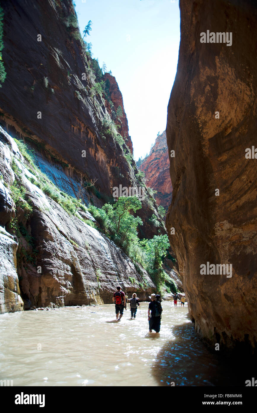 Narrow In Summer, Zion National Park,Utah Stock Photo - Alamy