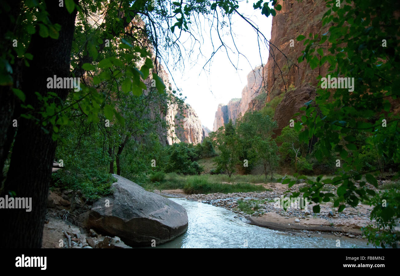 229 species hi-res stock photography and images - Alamy