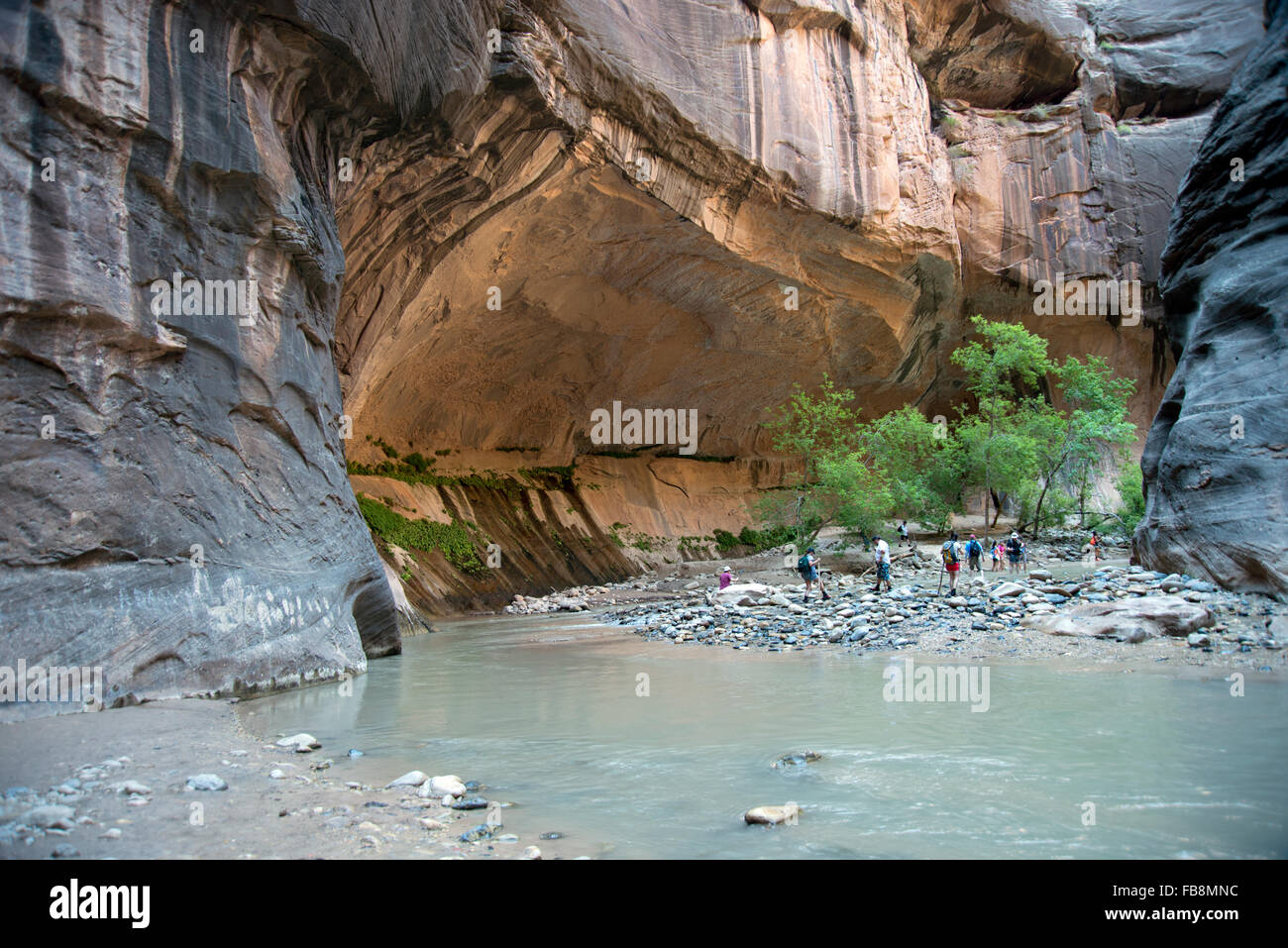 Narrow in Virgin River 1, Zion National Park,Utah,USA Stock Photo - Alamy
