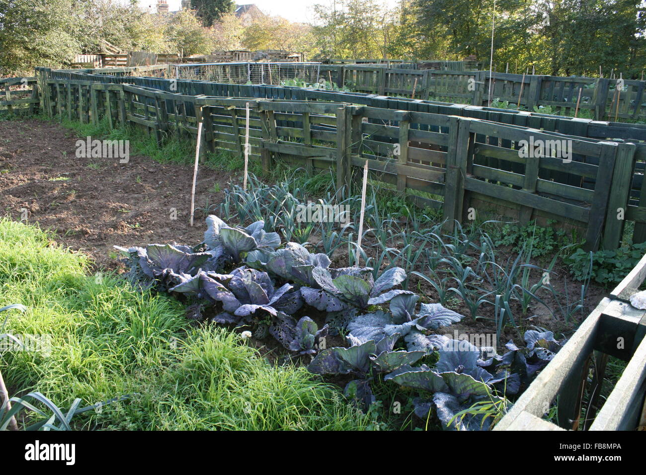Vegetables growing on an allotment plot Stock Photo - Alamy