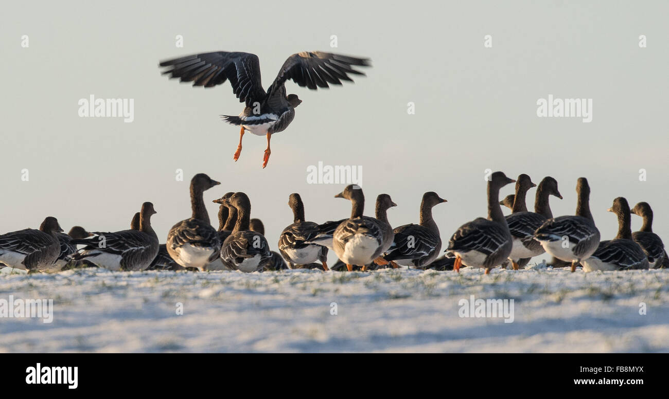 One single wild goose begins to fly from a field into the morning sky ...