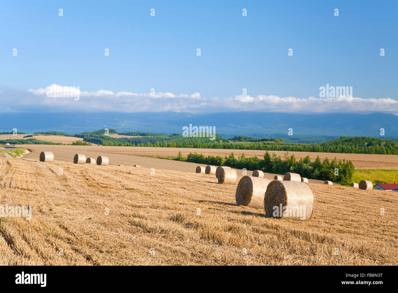 Hay bales in field Stock Photo - Alamy