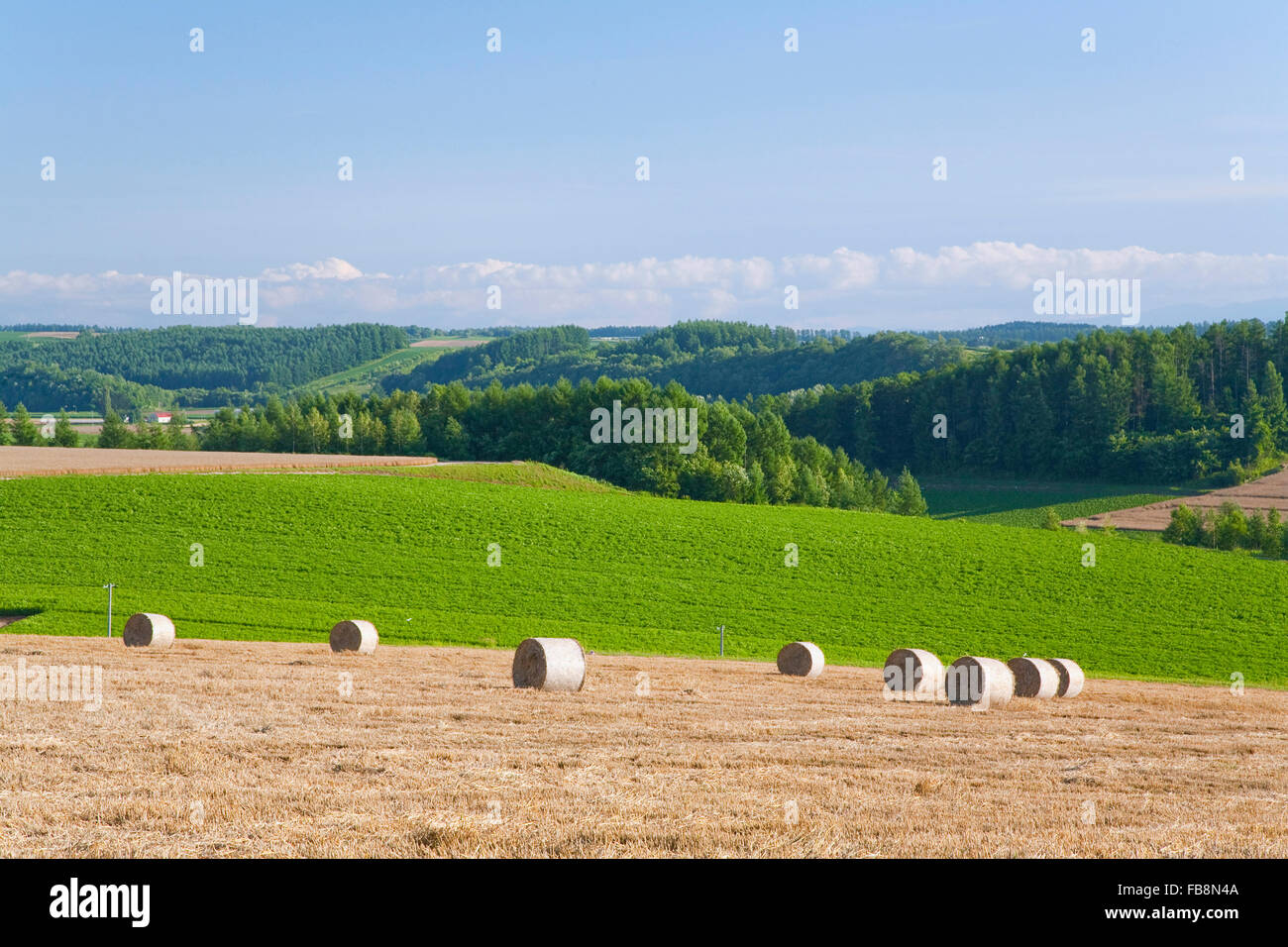 Hay bales in field Stock Photo - Alamy