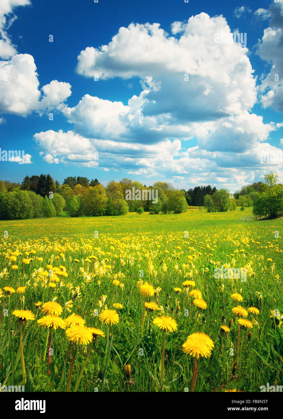 Field with dandelions and blue sky Stock Photo - Alamy