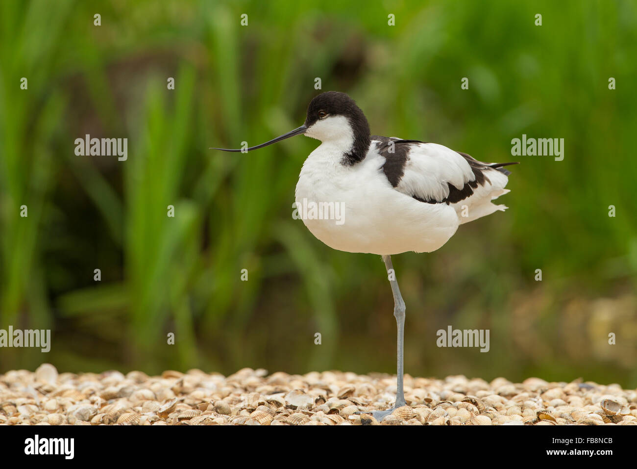 Avocet uk hi-res stock photography and images - Alamy