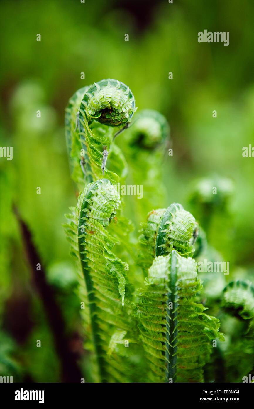 Curled fern leaves no people hi-res stock photography and images - Alamy