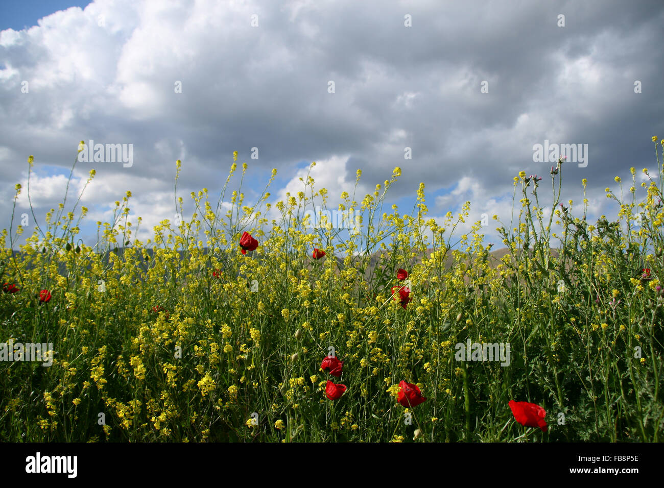 wildflowers and clouds in the countryside of Turkey Stock Photo - Alamy