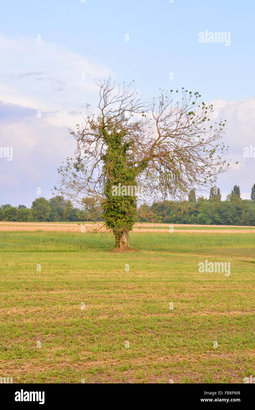 big tree in meadow Stock Photo - Alamy