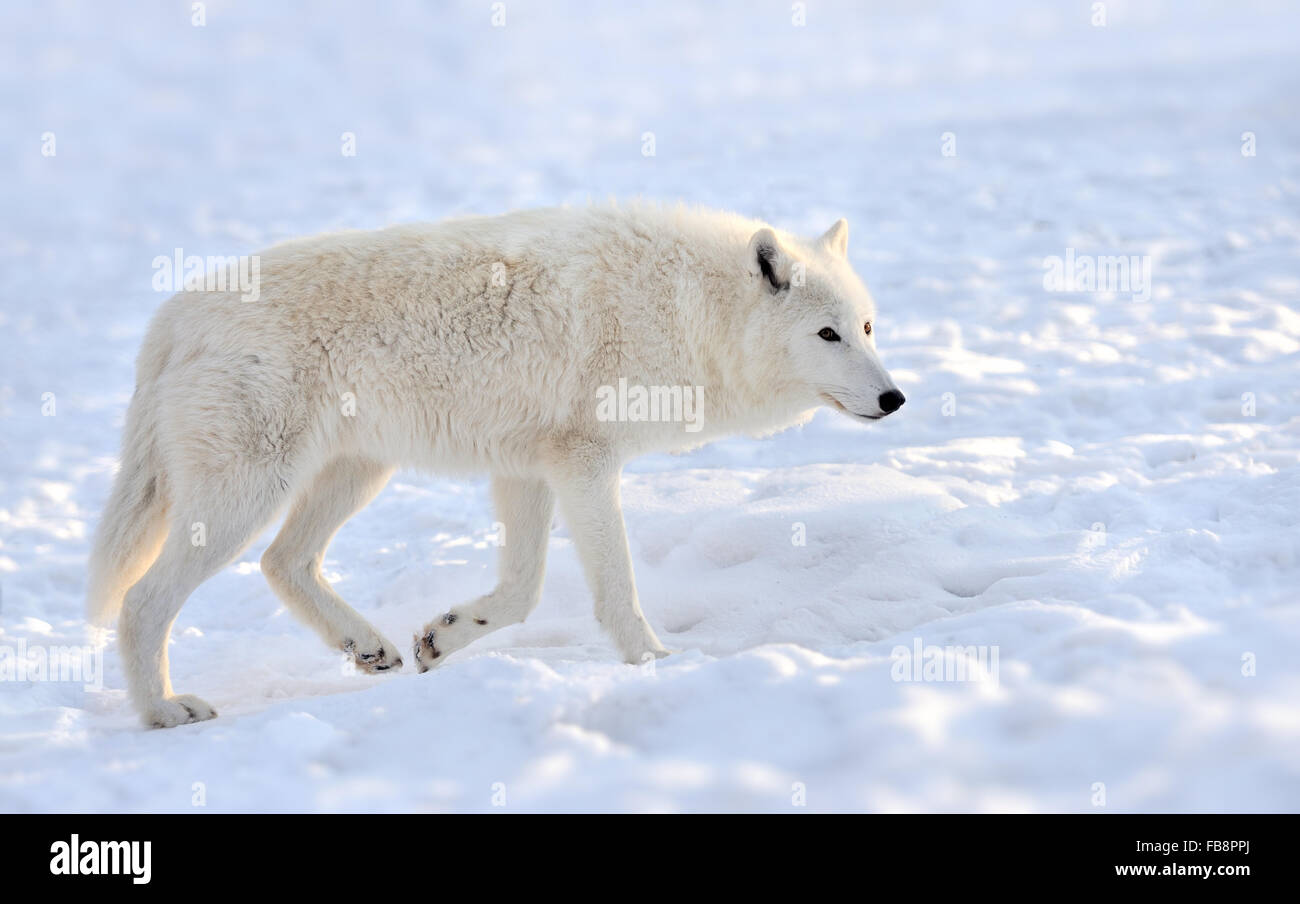 Adult white wolf hi-res stock photography and images - Alamy