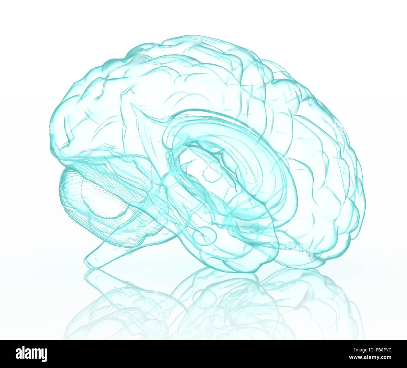 X-ray human brain in blue with clipping path Stock Photo - Alamy