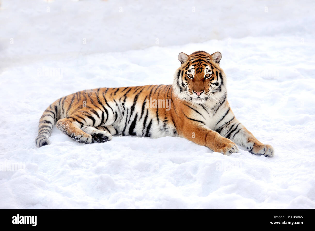 Snow white tiger hi-res stock photography and images - Alamy