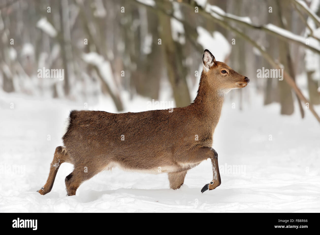Young red deer in scottish hi-res stock photography and images - Alamy