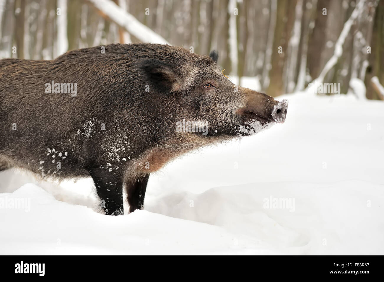 Boar breed hi-res stock photography and images - Alamy