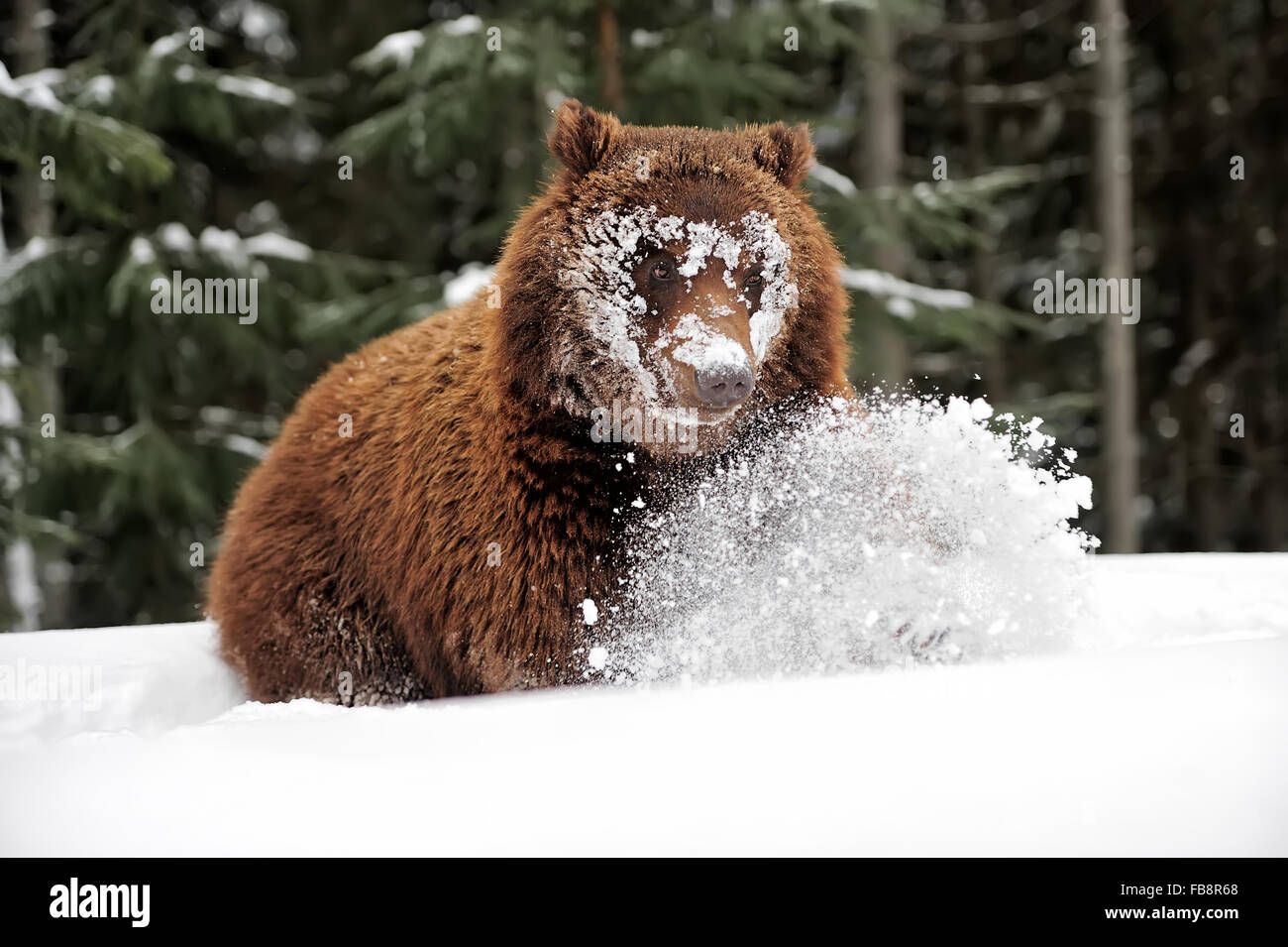 Wild brown bear in winter forest Stock Photo - Alamy
