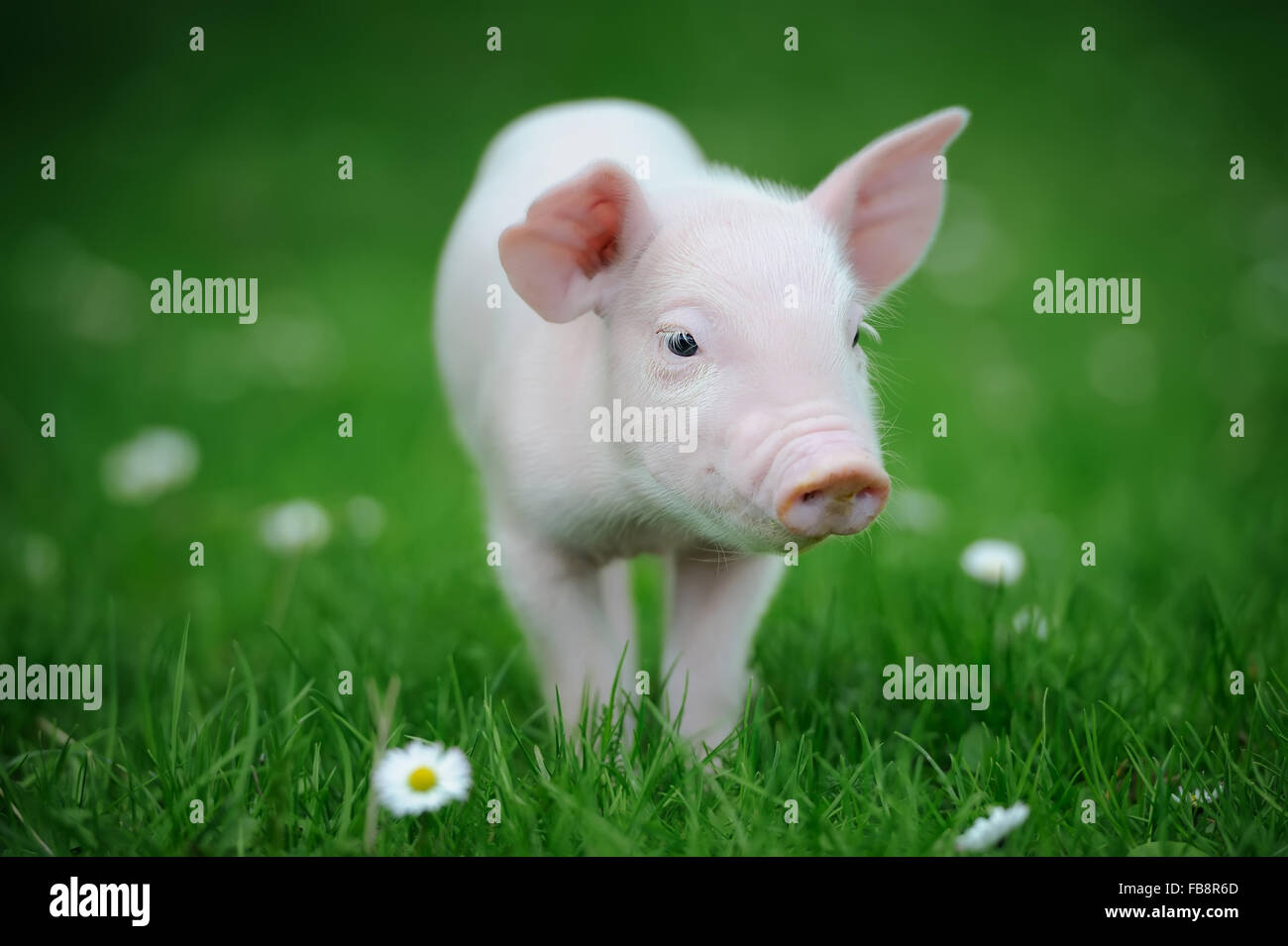 Piglet on spring green grass on a farm Stock Photo - Alamy