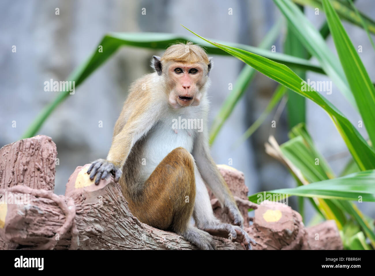 Little monkey with big monkey hi-res stock photography and images - Alamy