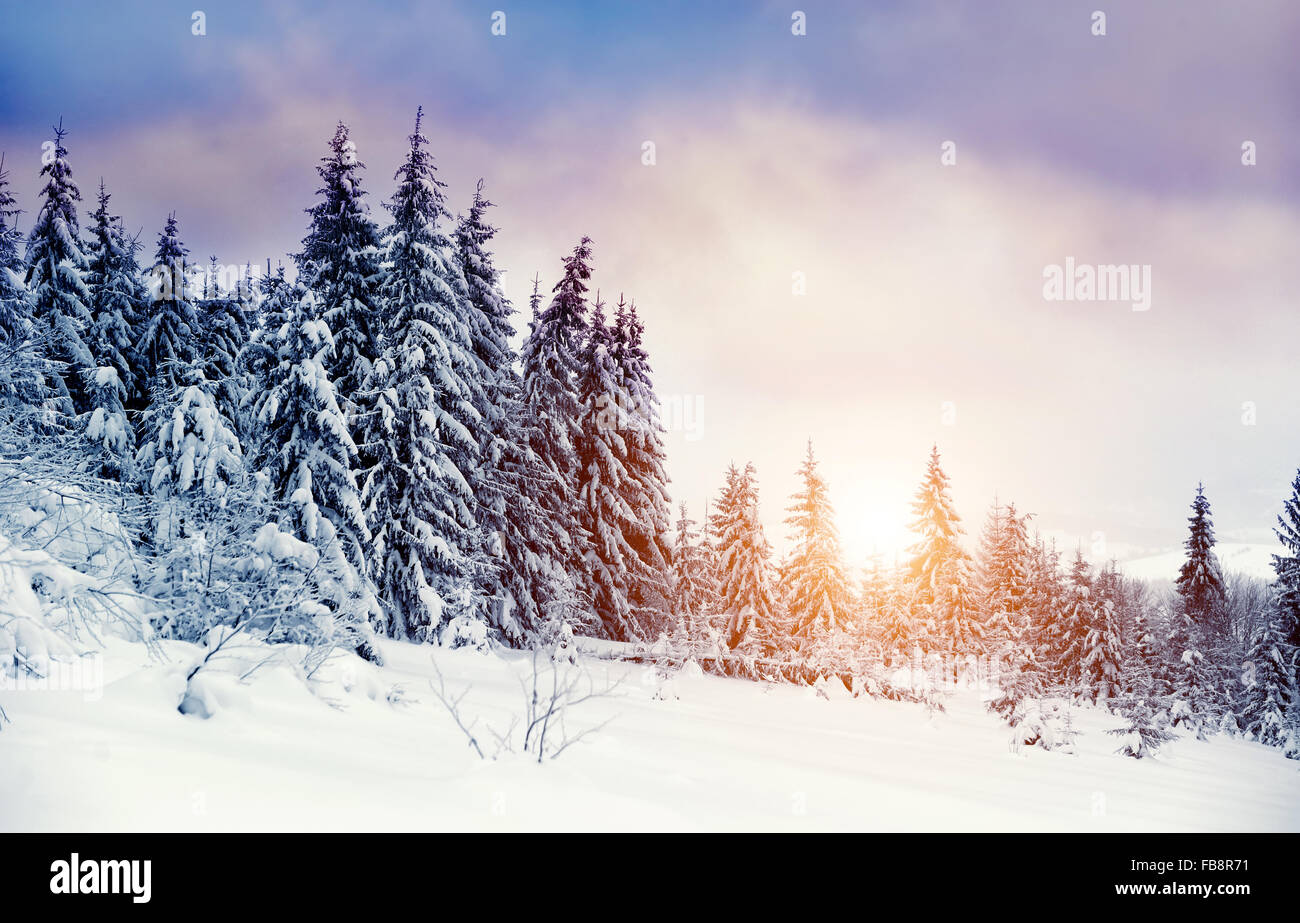Beautiful winter landscape with snow covered trees Stock Photo - Alamy
