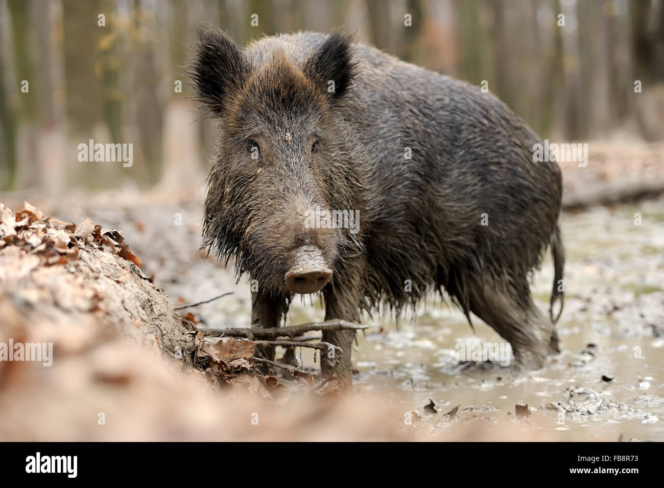 Wild boar in wood. Boar in dirt Stock Photo - Alamy