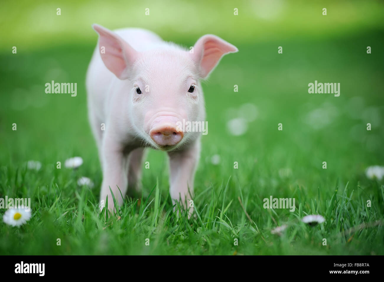 Grass and pig hi-res stock photography and images - Alamy