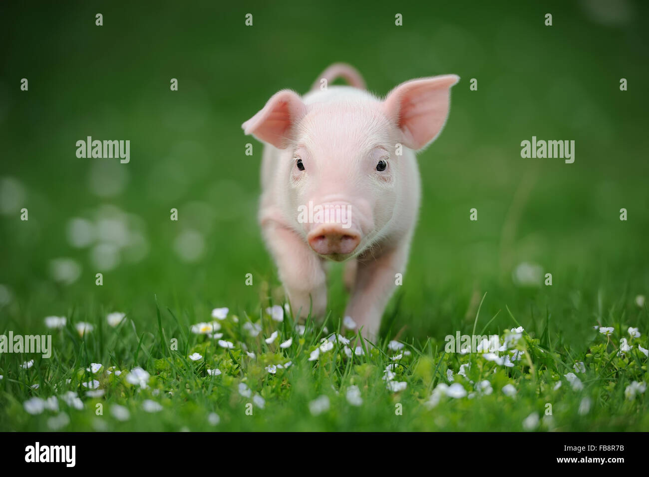 Young pig on a spring green grass Stock Photo - Alamy