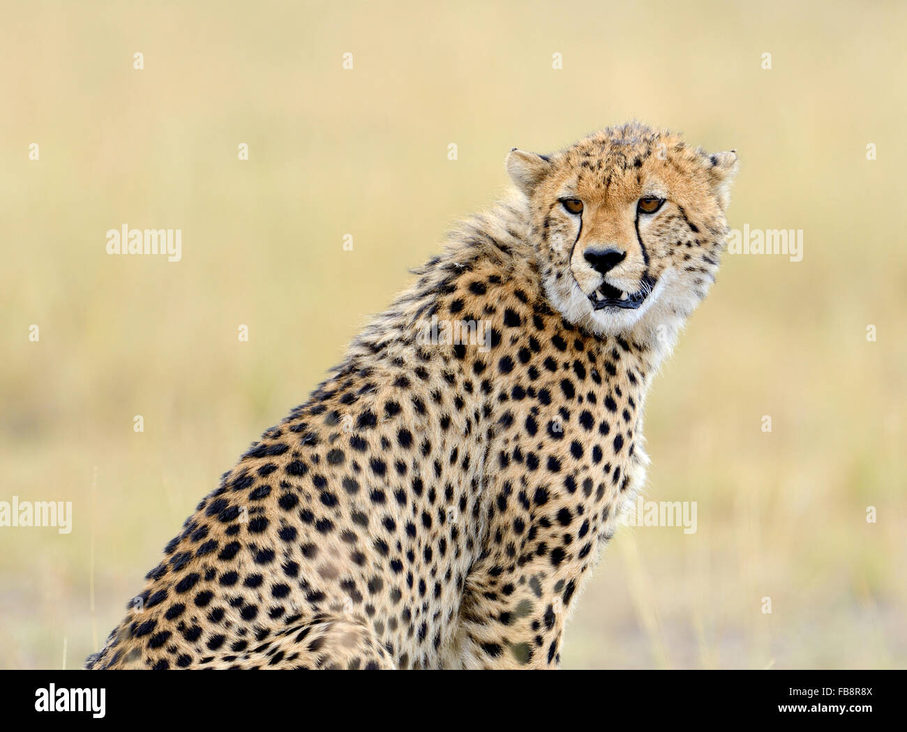Wild african cheetah, beautiful mammal animal. Africa, Kenya Stock ...