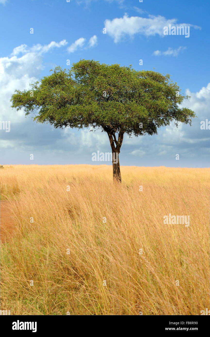 Beautiful landscape with tree in Africa Stock Photo - Alamy