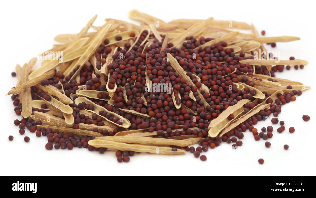 Fresh mustard with pods over white background Stock Photo - Alamy