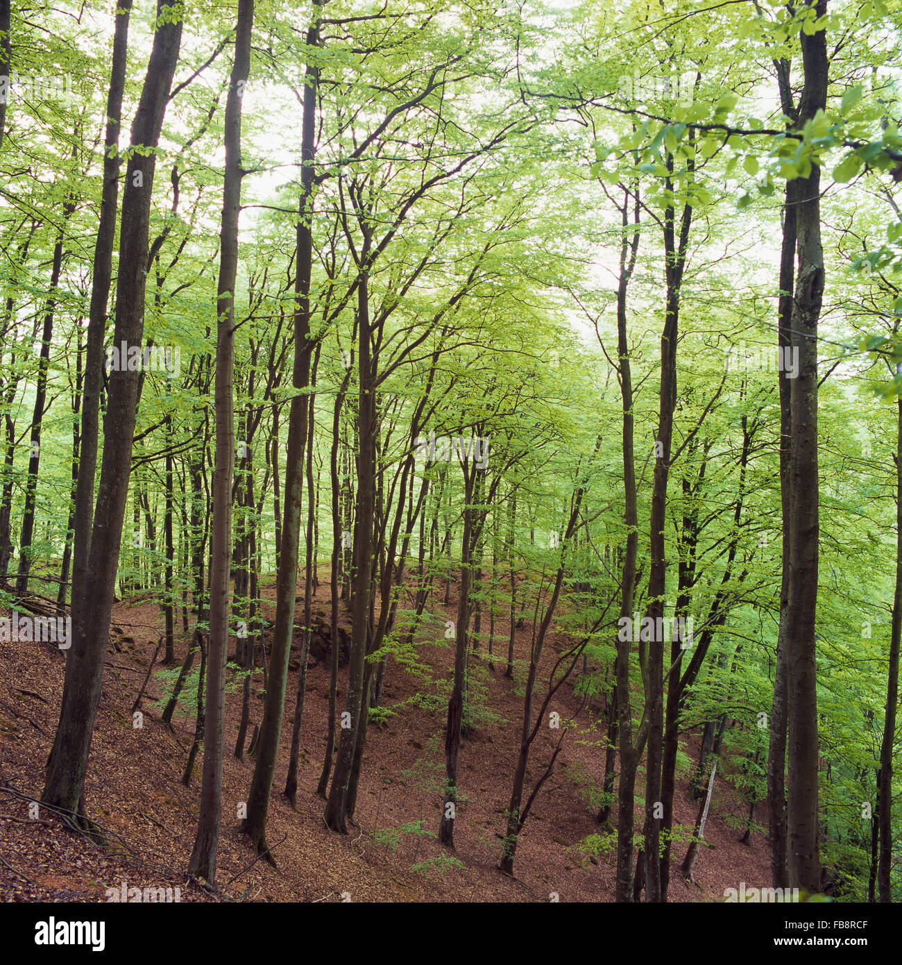 The national park forest hi-res stock photography and images - Alamy