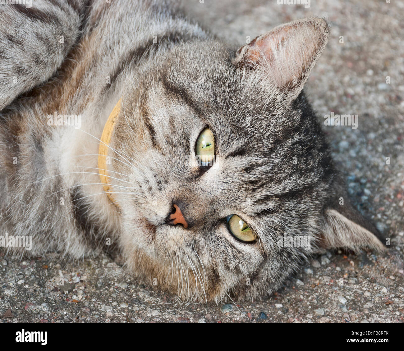 Muzzle of Gray Cat Stock Photo - Alamy