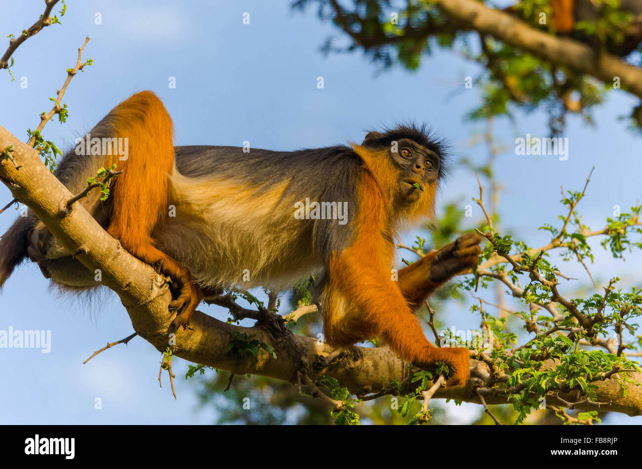 Colobus badius hi-res stock photography and images - Alamy