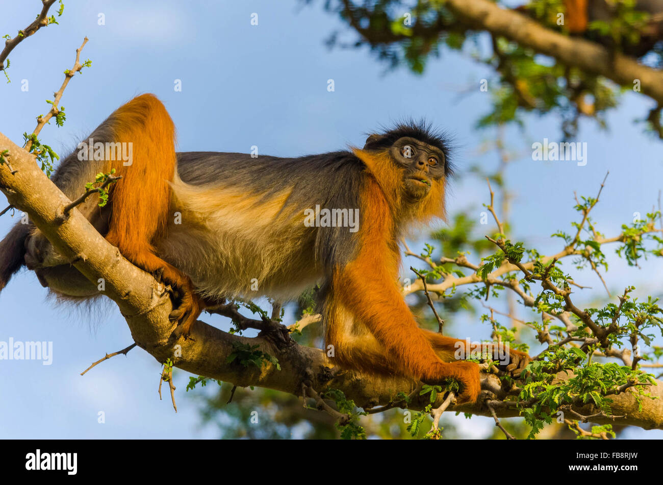 Monkey lips hi-res stock photography and images - Alamy