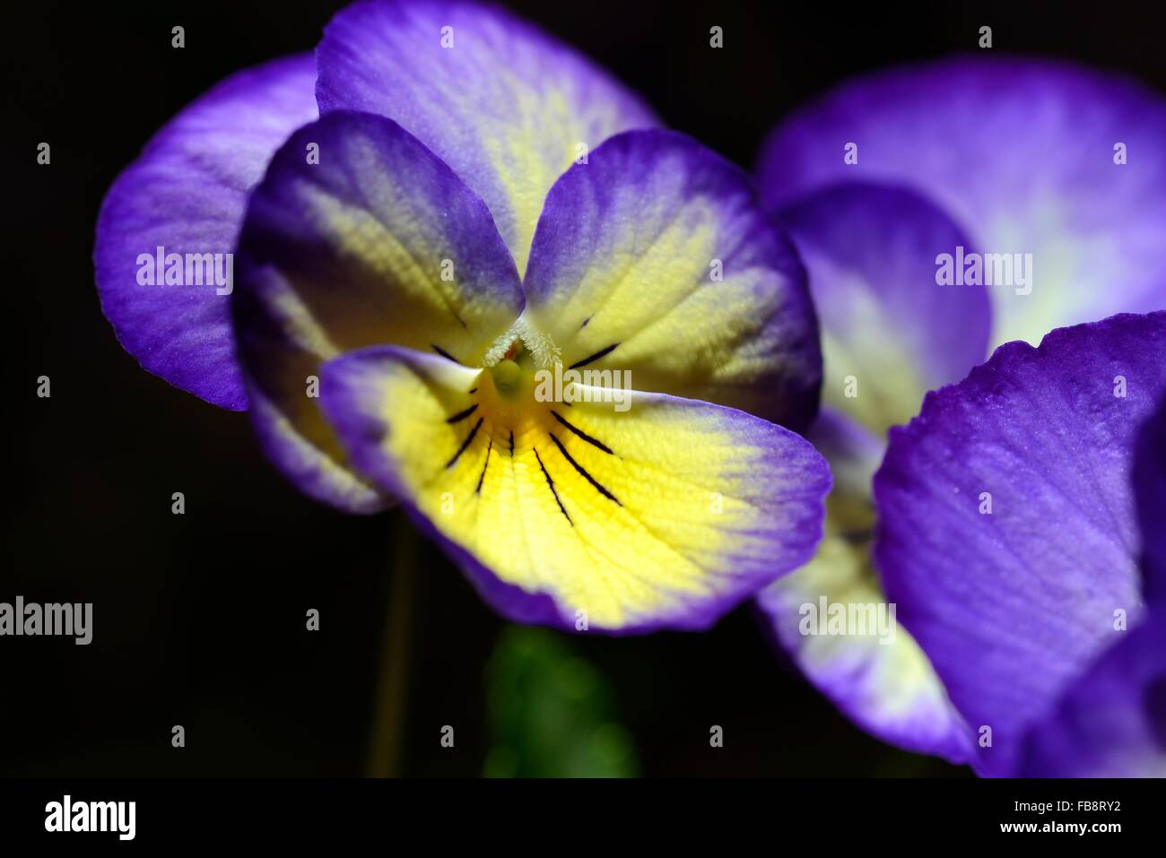 blue and yellow pansy Stock Photo - Alamy