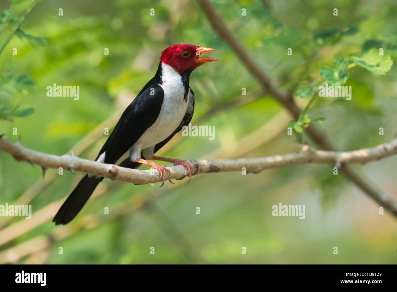 Male Yellow billed Cardinal (Paroaria capitata), Pantanal, Mato Grosso ...