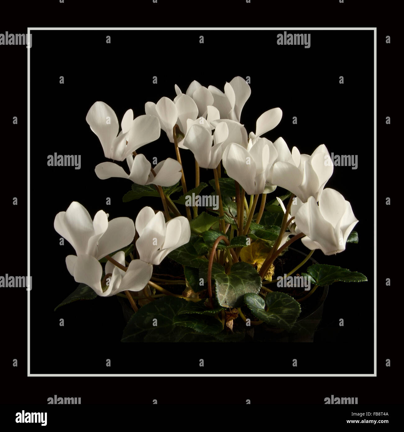 White purity hi-res stock photography and images - Alamy