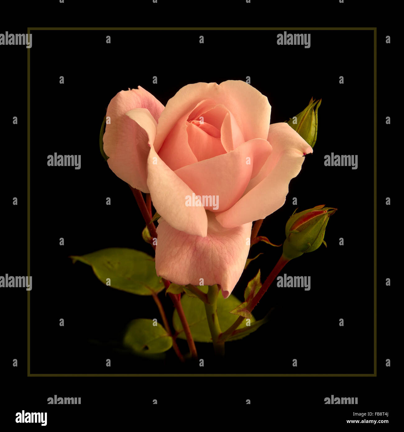 New dawn rose hi-res stock photography and images - Alamy